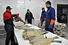 Scientists suggest 100,000 tons cut in Barents Sea cod for 2017