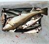 With radical Arctic change comes spawning cod in new northern waters