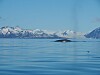 Pollutants in ocean’s giants